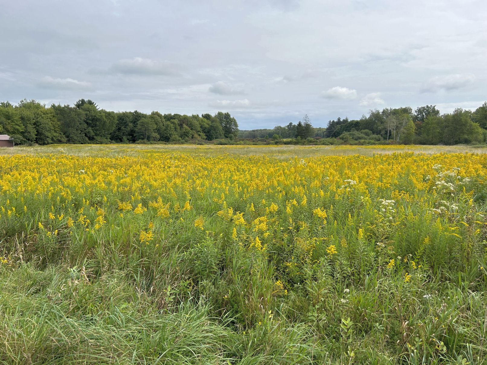 13114 Robinson Road, Conneautville, PA 16406 | MLS: 171084 | LandWatch