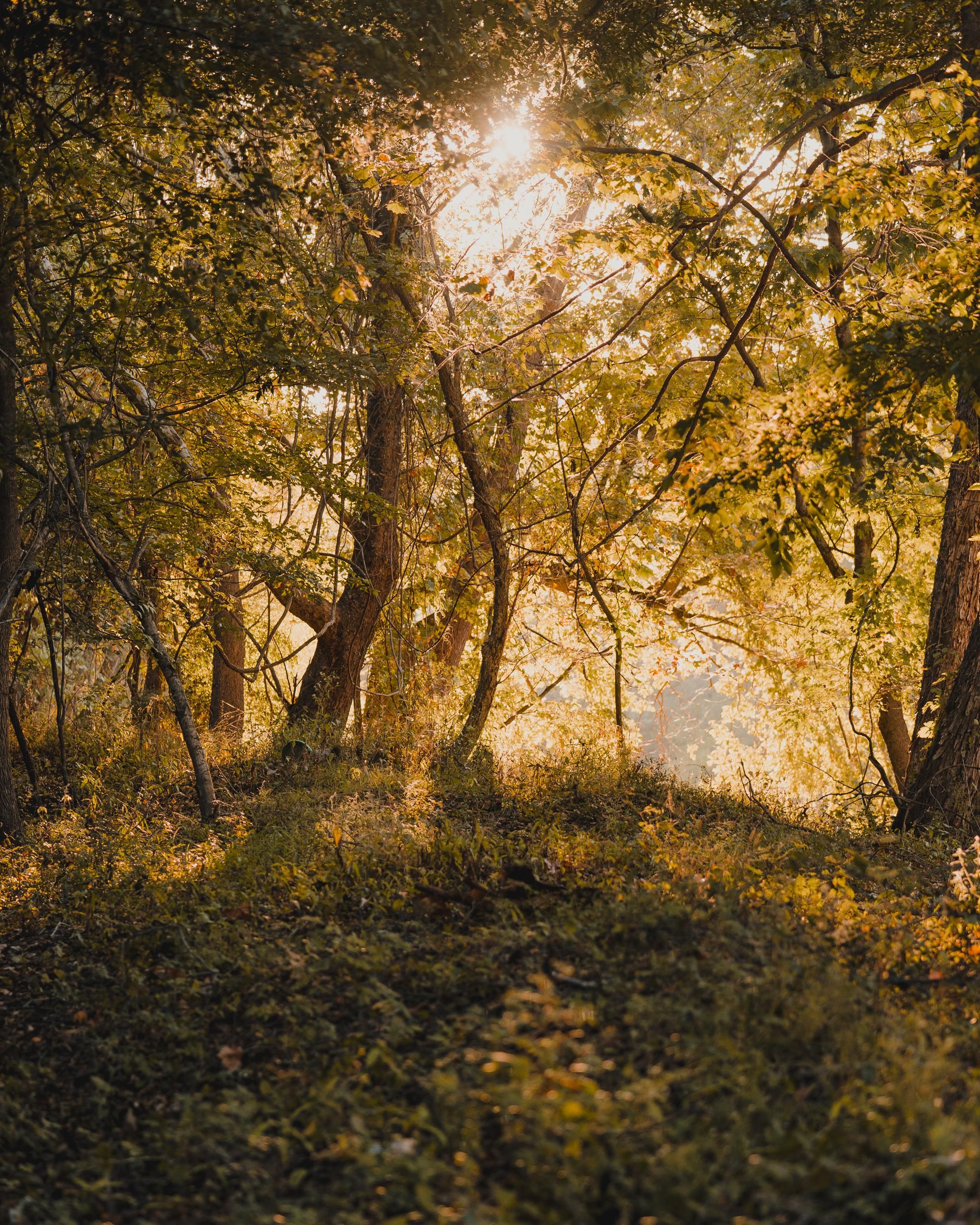 304.75 acres in Minter City, MS, 38944 | LandWatch