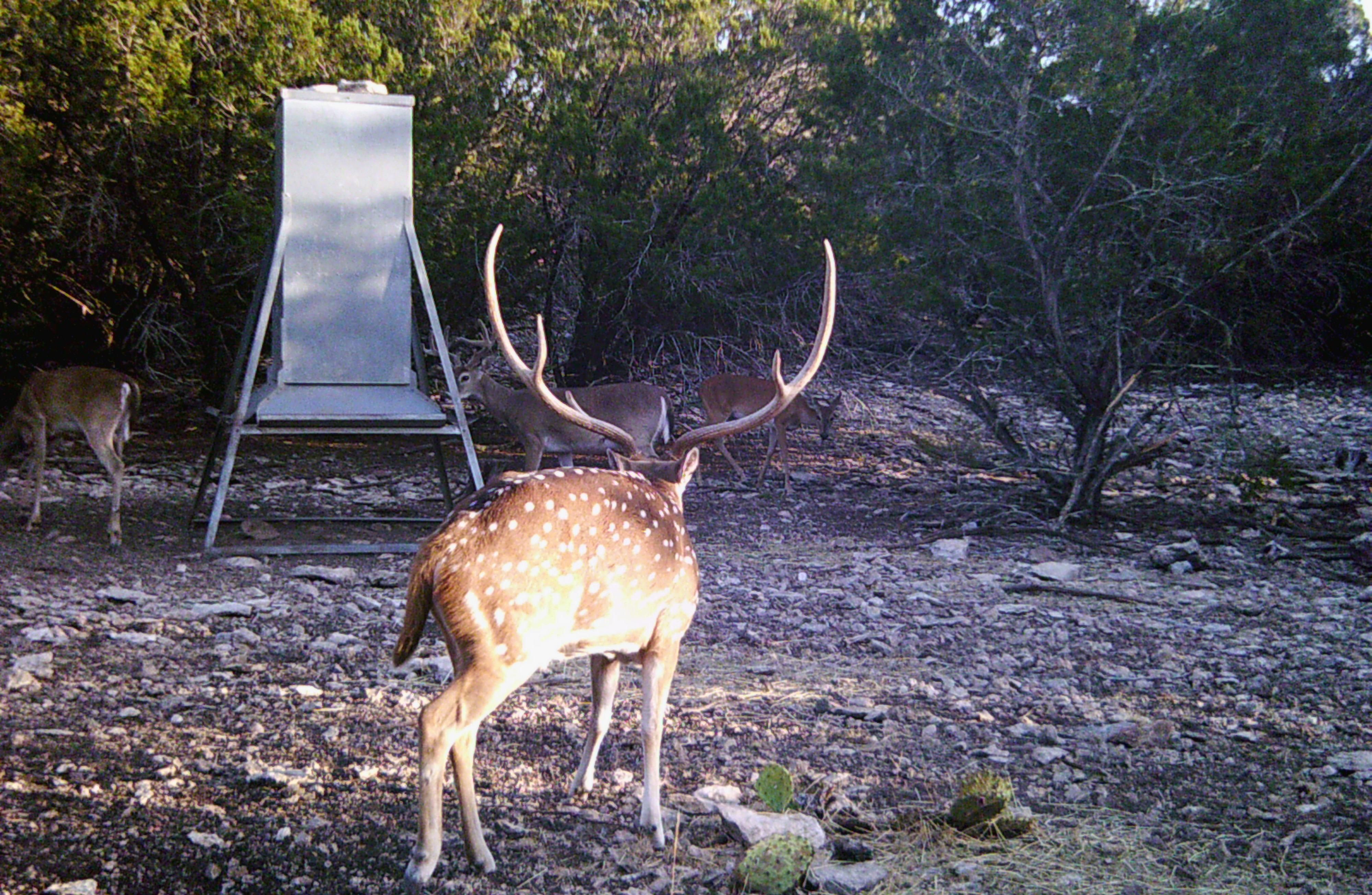 Rocksprings, Edwards County, TX Farms and Ranches, Recreational ...