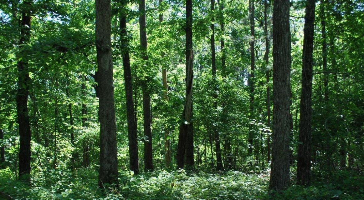 658 acres in Millerville, AL, 36251 | MLS: Bunker Hill Tract | LandWatch