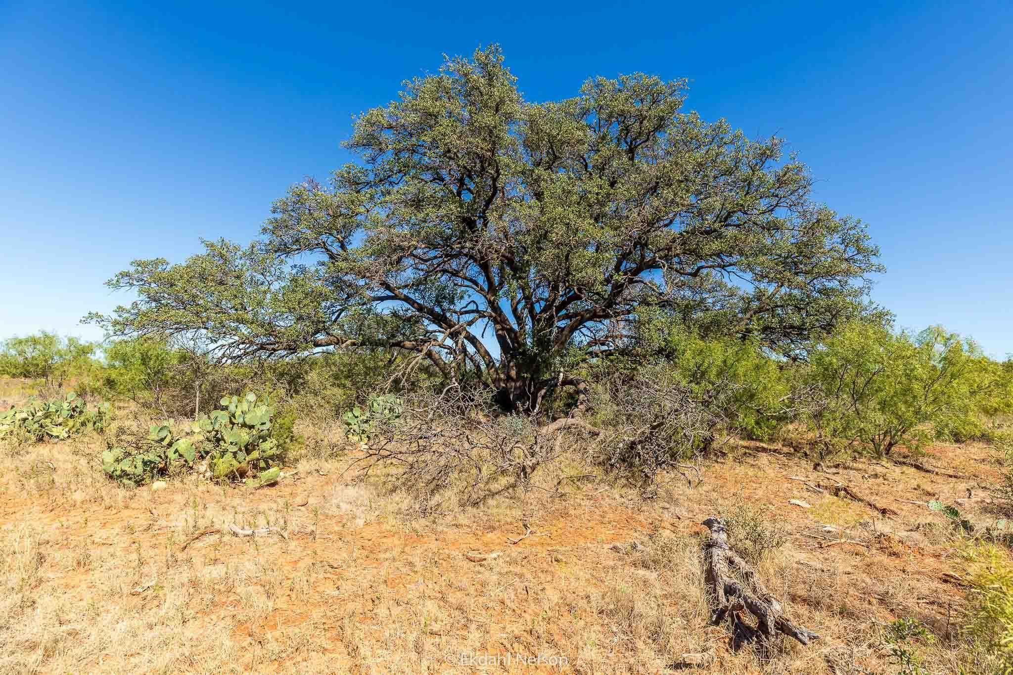 120 acres in Merkel, TX, 79534 | LandWatch