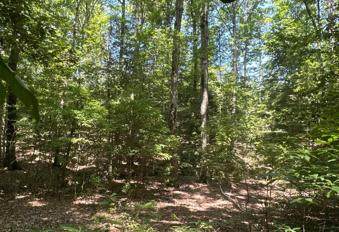 80 acres in Louann, AR, 71757 | LandWatch