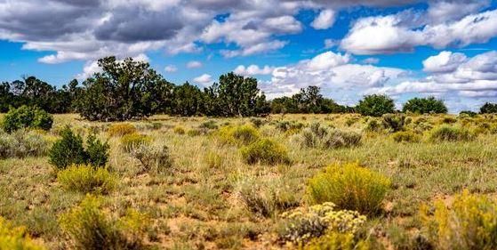 Sun Valley, Navajo County, AZ Farms and Ranches, Undeveloped Land ...