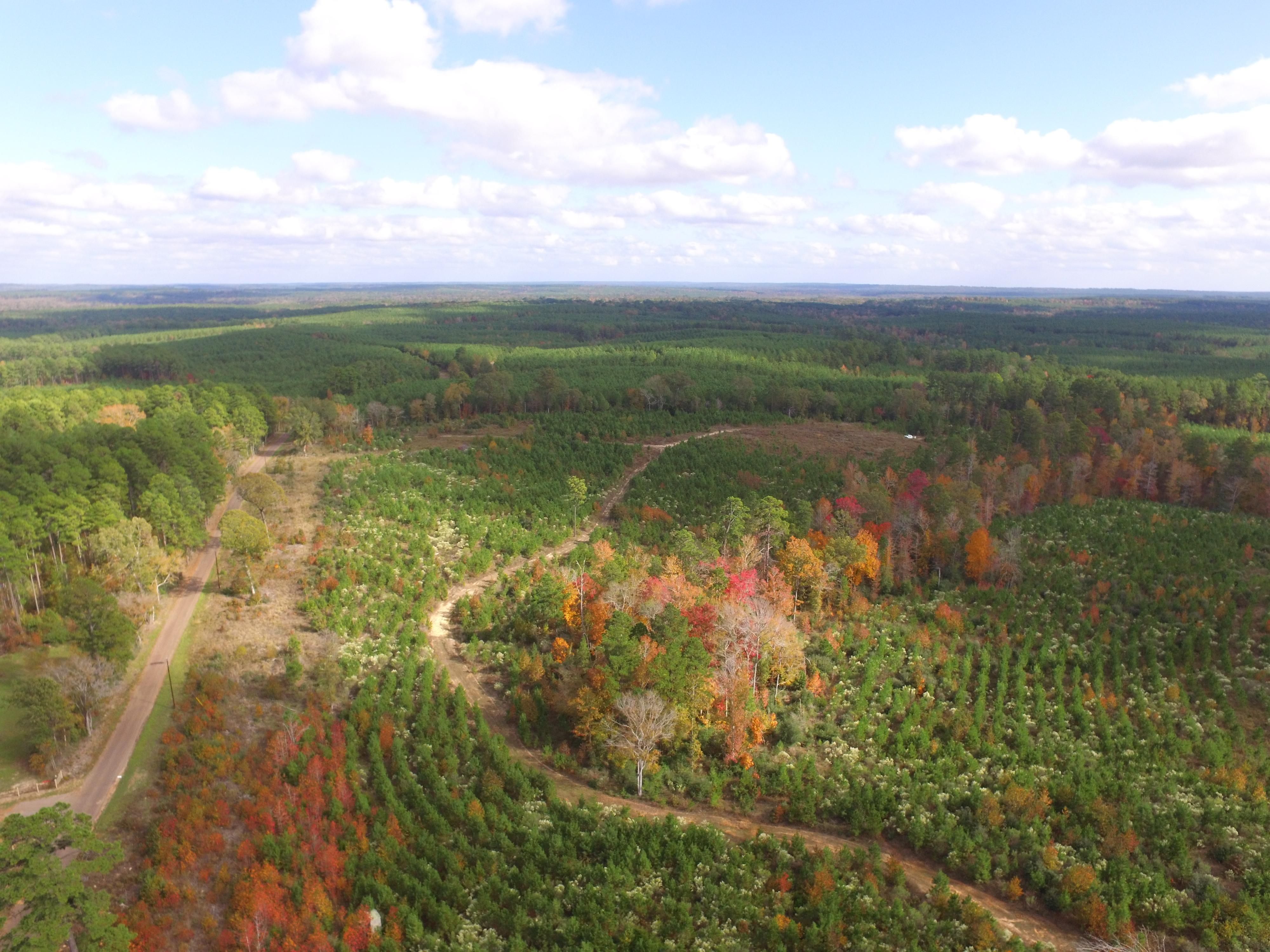 Grapeland, Houston County, TX Timberland Property, Hunting Property for ...