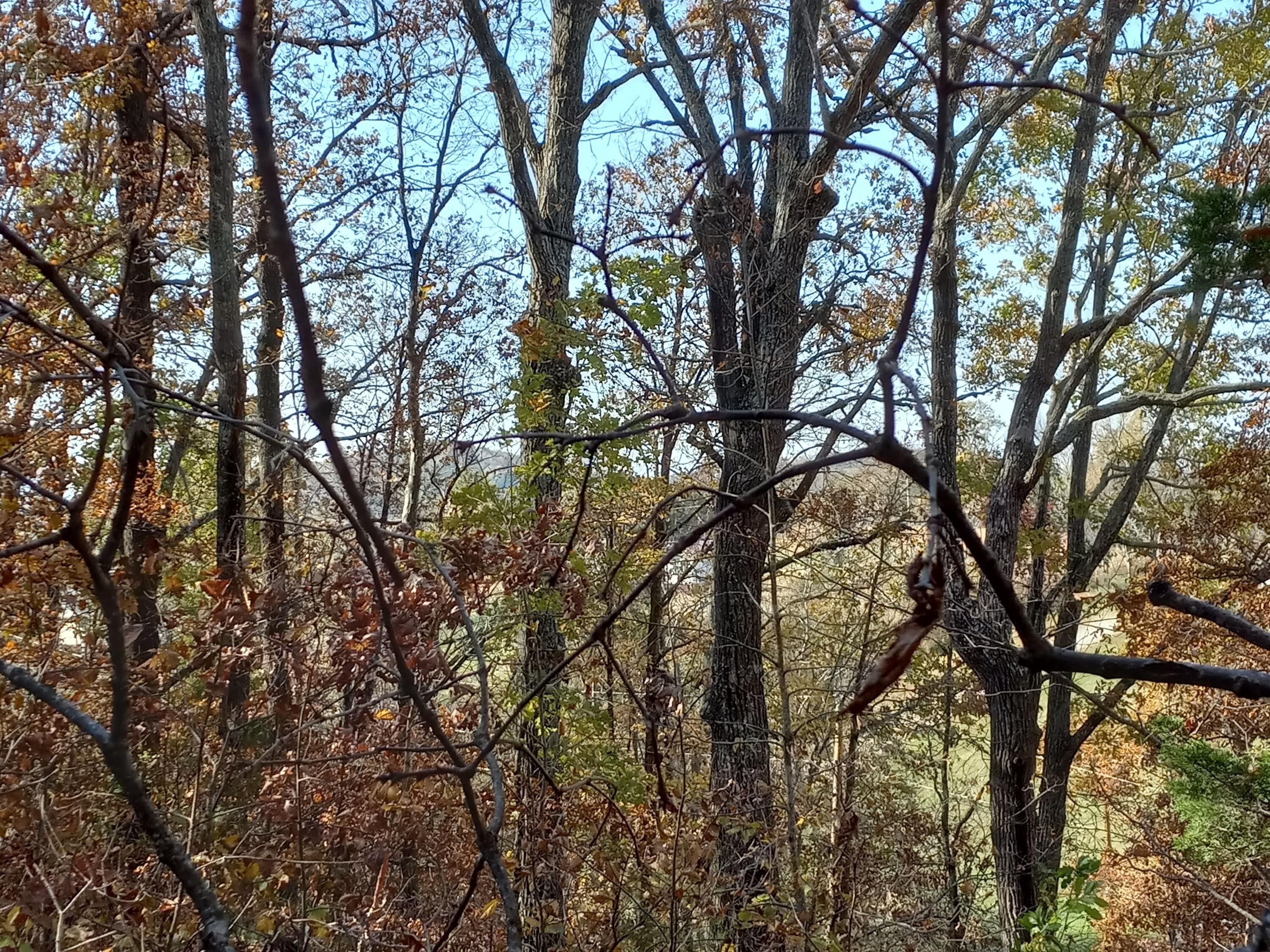 Limestone, Washington County, TN Undeveloped Land for sale Property ID ...