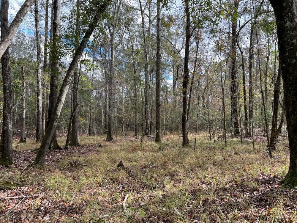 Williamson Road, Honoraville, AL 36042 | LandWatch