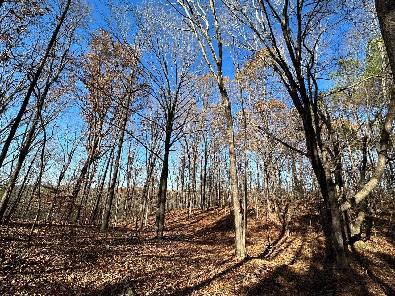 000 Hwy 153, Hackleburg, AL 35564 | LandWatch