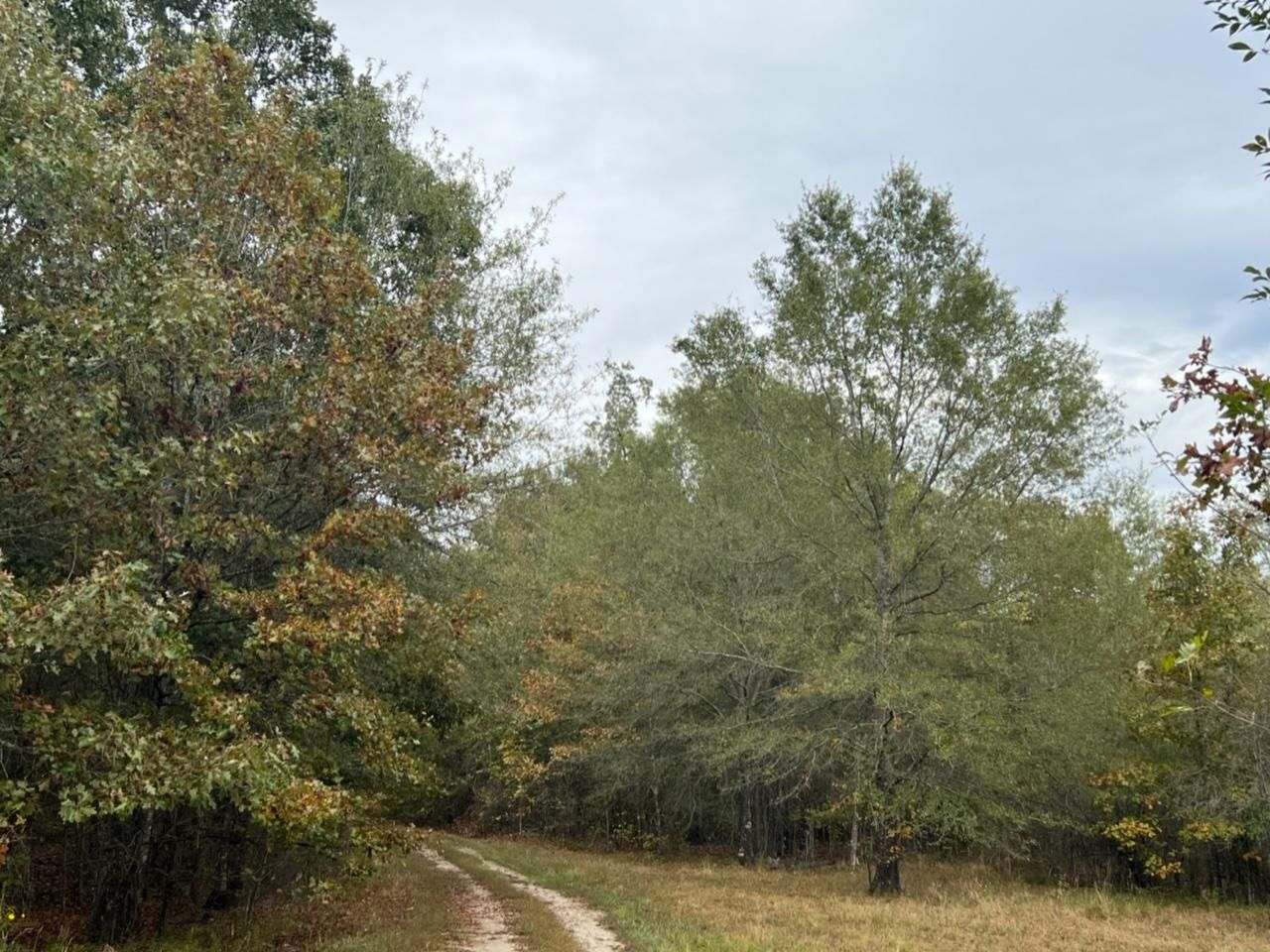 15.67 acres in Lydia, TX, 75554 | LandWatch