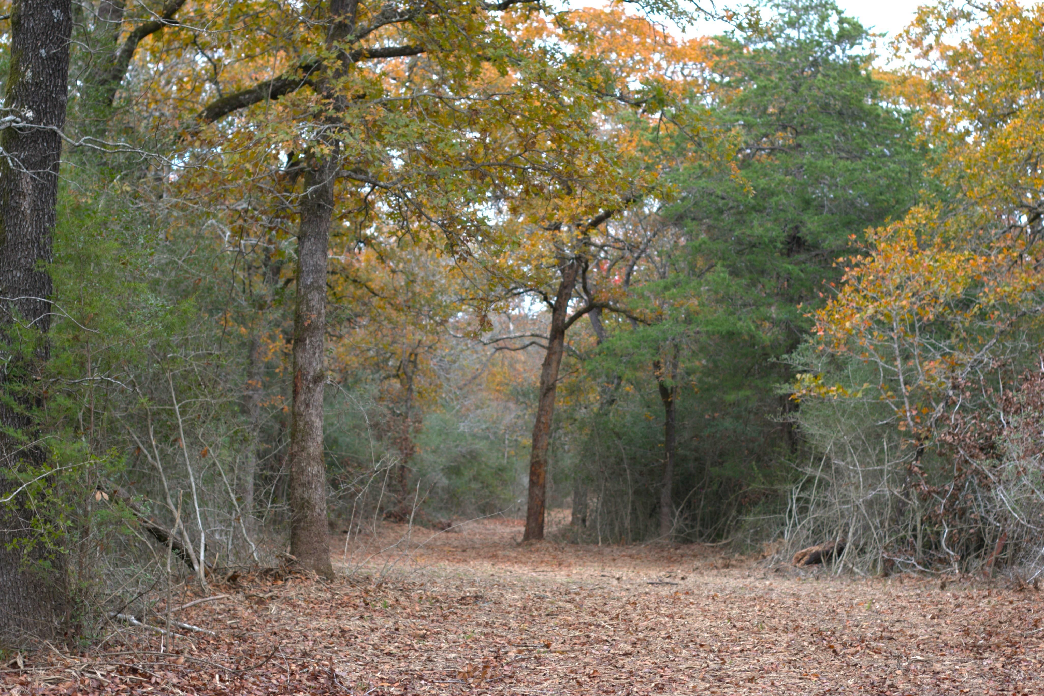 Lexington, Lee County, TX Farms and Ranches, Recreational Property for ...