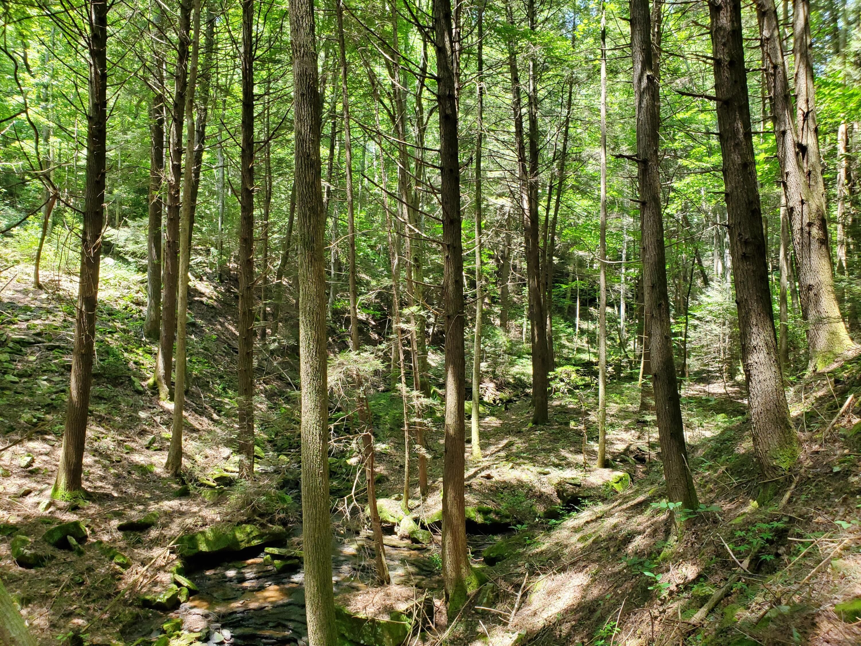 0 Braden Lane, Gruetli Laager, TN 37339 | MLS: 1383129 | LandWatch