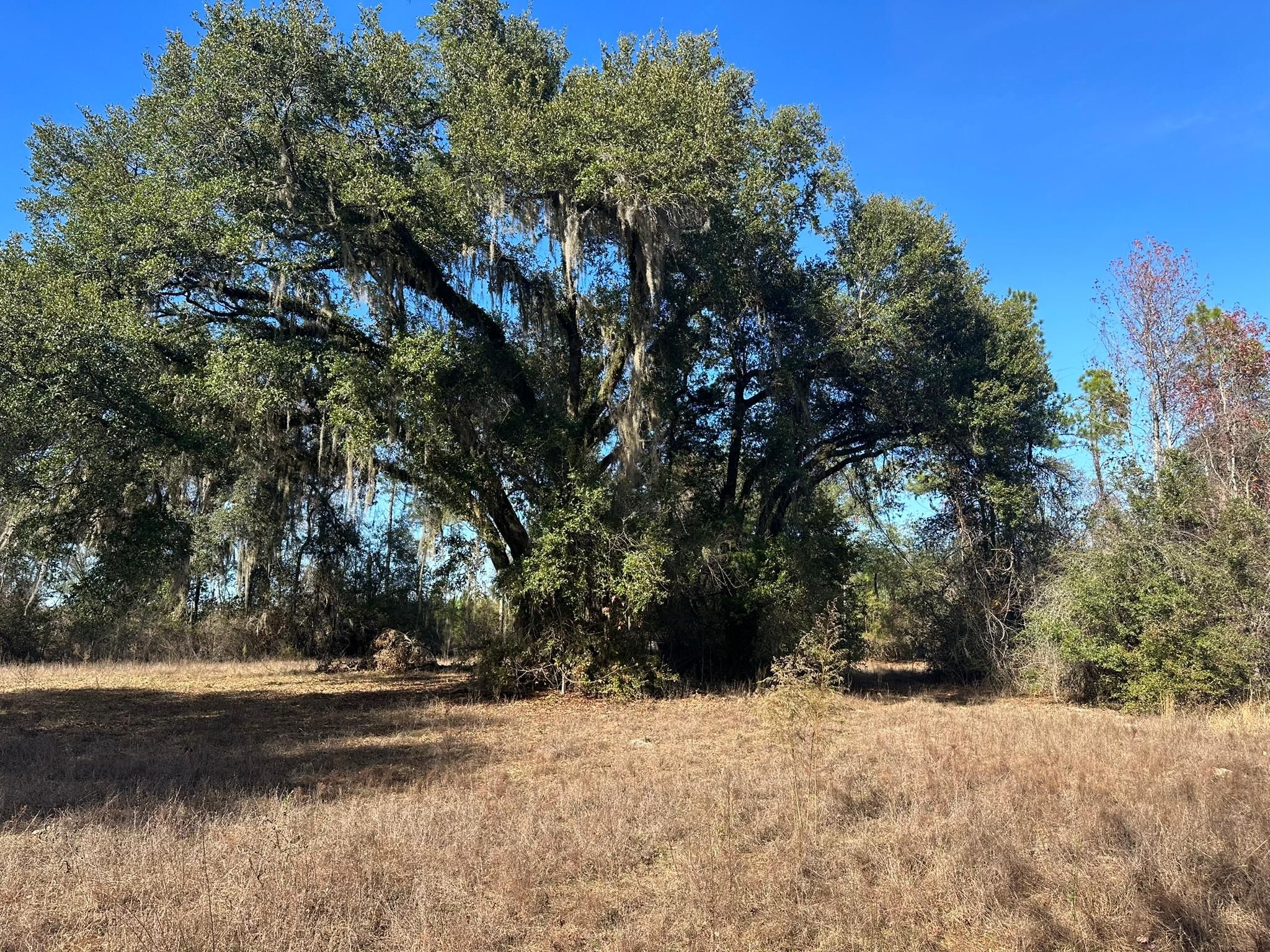 Pilgrim Church Road, Gordon, AL 36343 | LandWatch