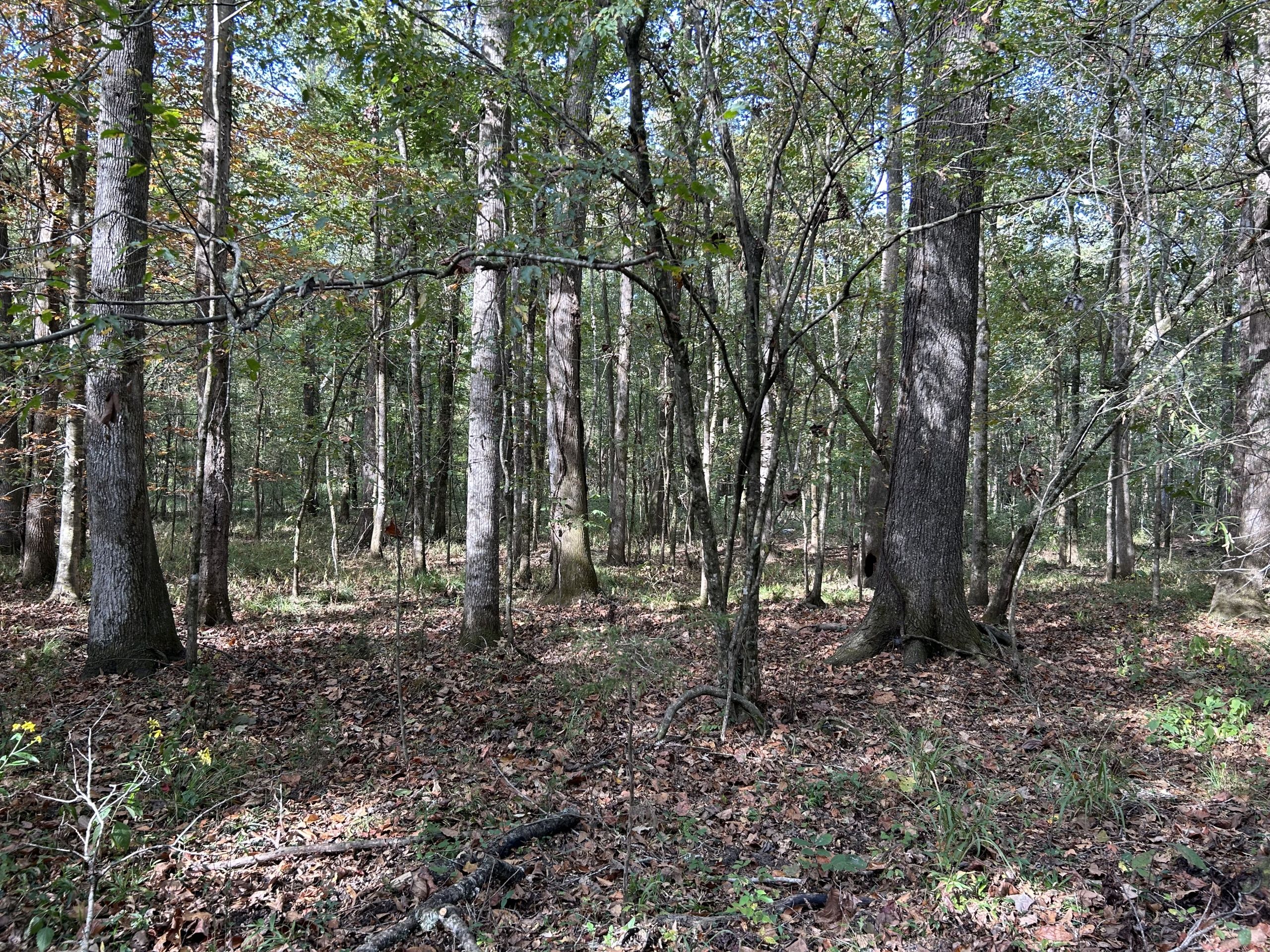 191 acres in Furman, AL, 36768 | LandWatch