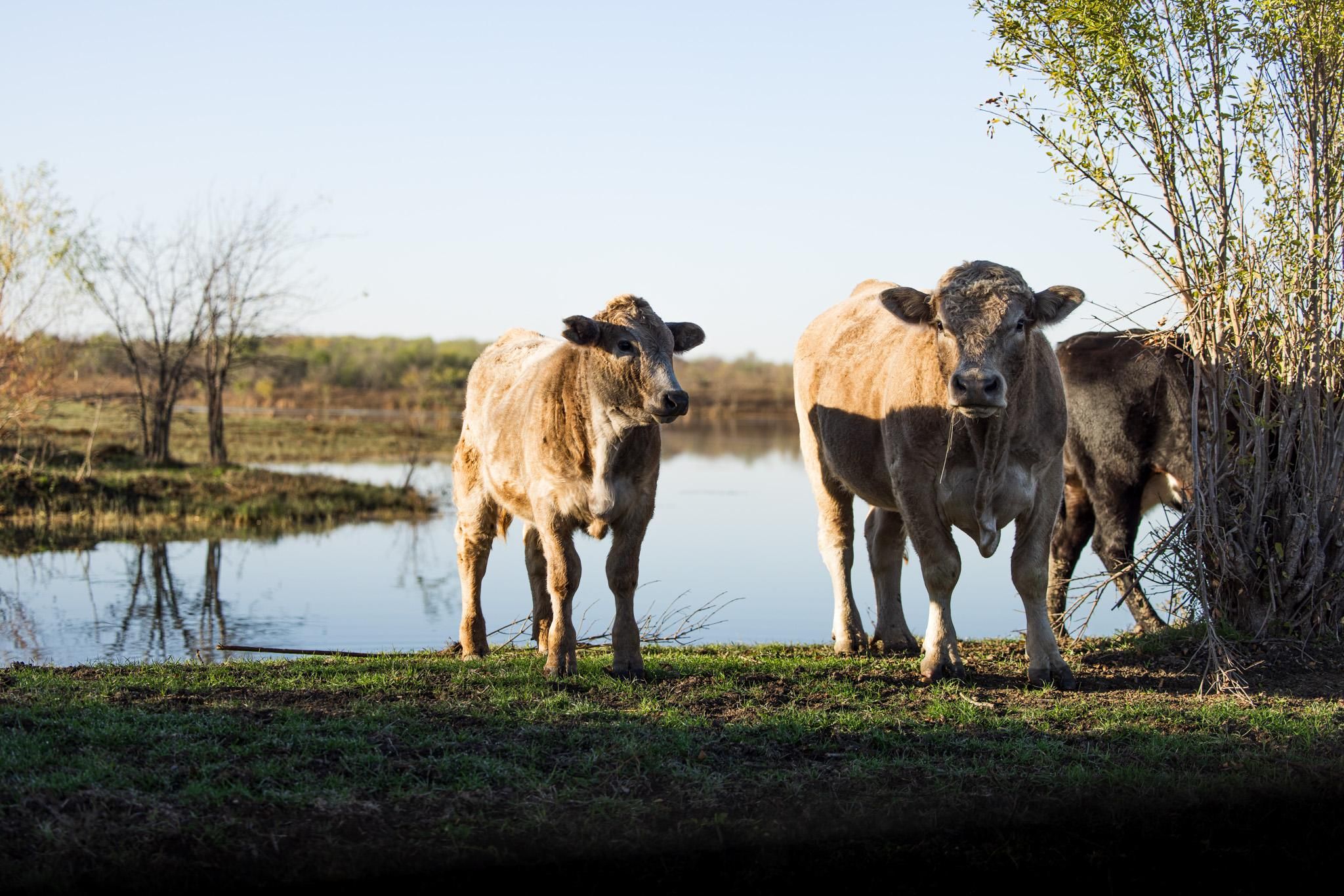 245 acres in Avalon, TX, 76623 | LandWatch