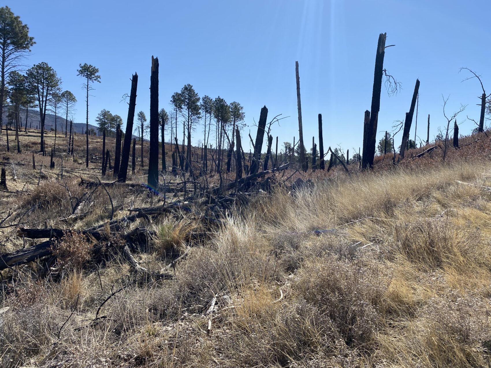 Timberon, Otero County, NM Recreational Property, Homesites for sale ...