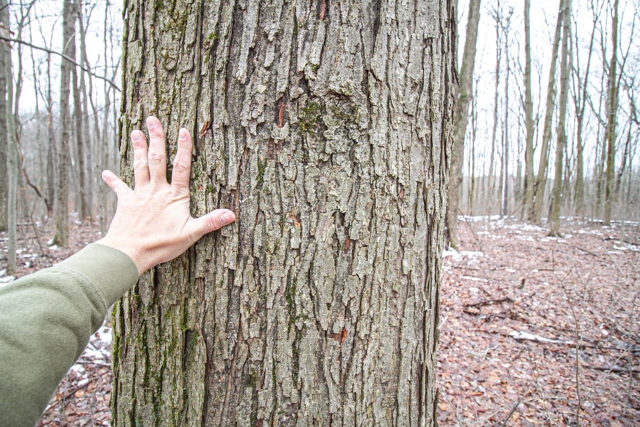 7361 SR 303, Windham, OH 44288 | LandWatch