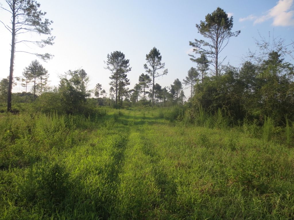 Sandy Hook, Walthall County, MS Recreational Property, Timberland ...