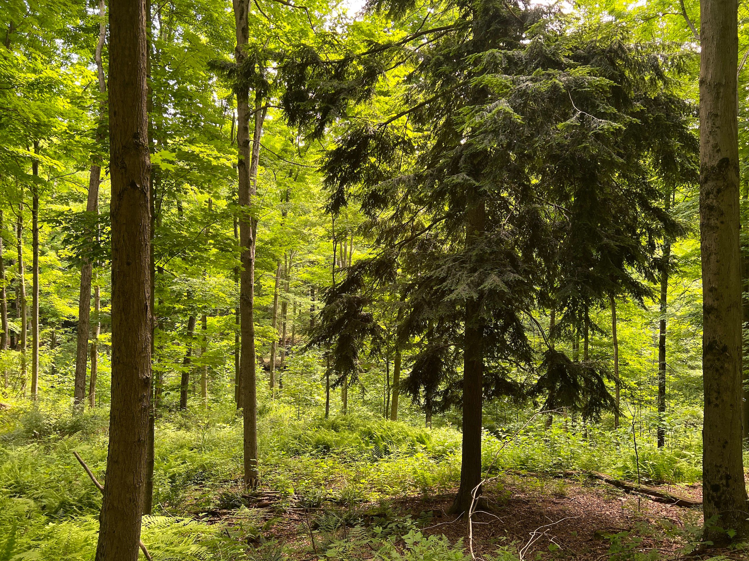 Off Erie County Line Rd, Spartansburg, PA 16434 | LandWatch