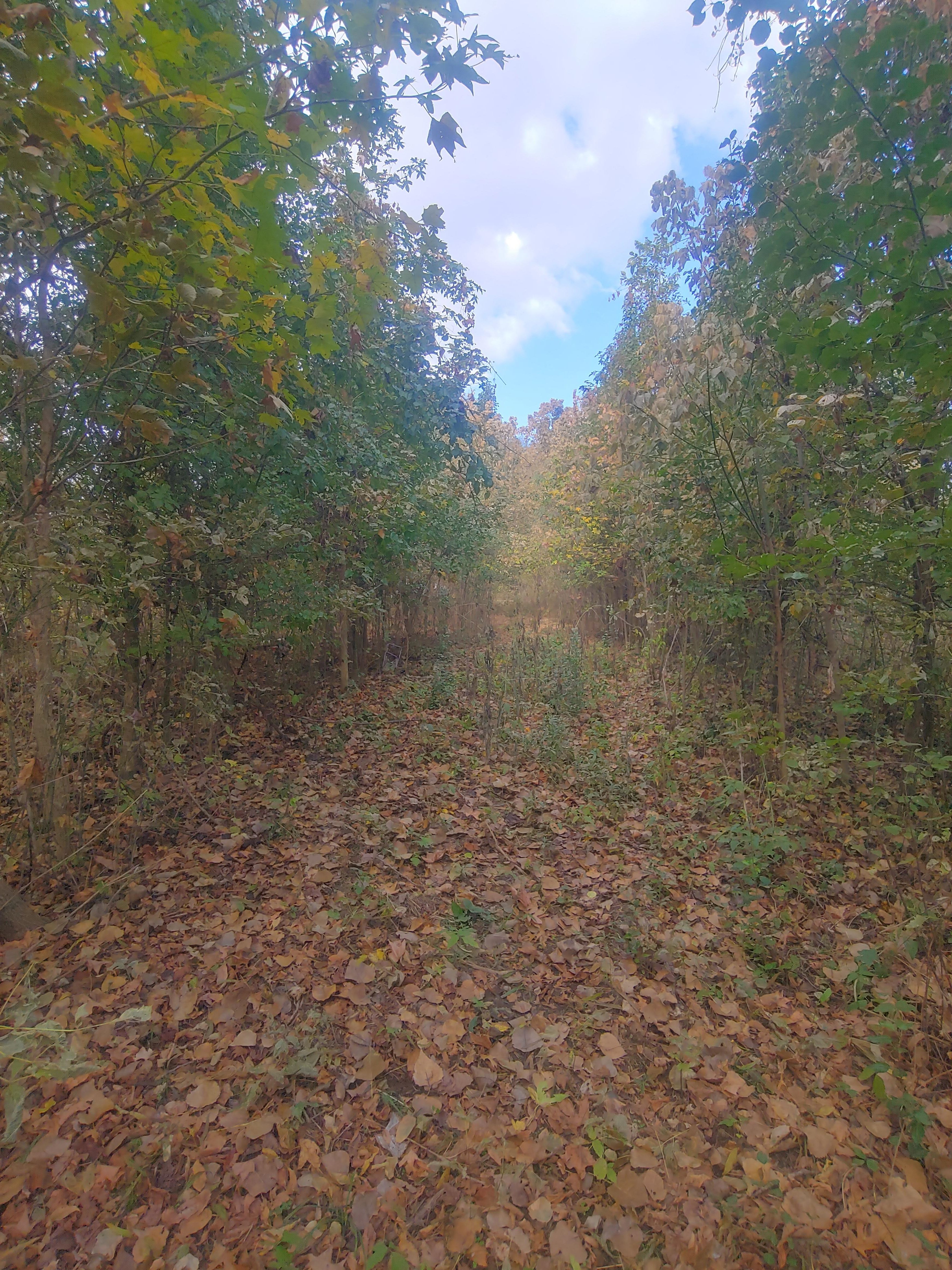 7763 Lightfoot Luckett Road, Henning, TN 38041 | LandWatch