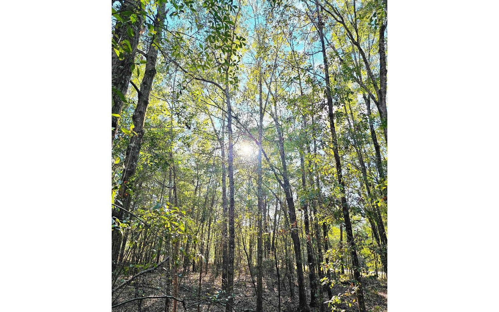 Jennings, Hamilton County, FL Homesites for sale Property ID: 418659446 ...