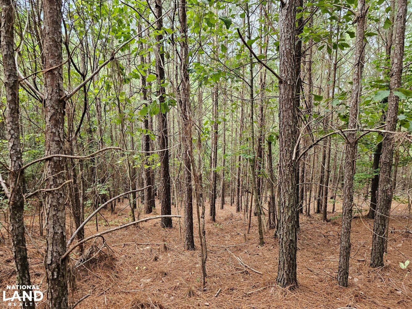 Tract 3 0 County Road 83, Brilliant, AL 35584 | LandWatch