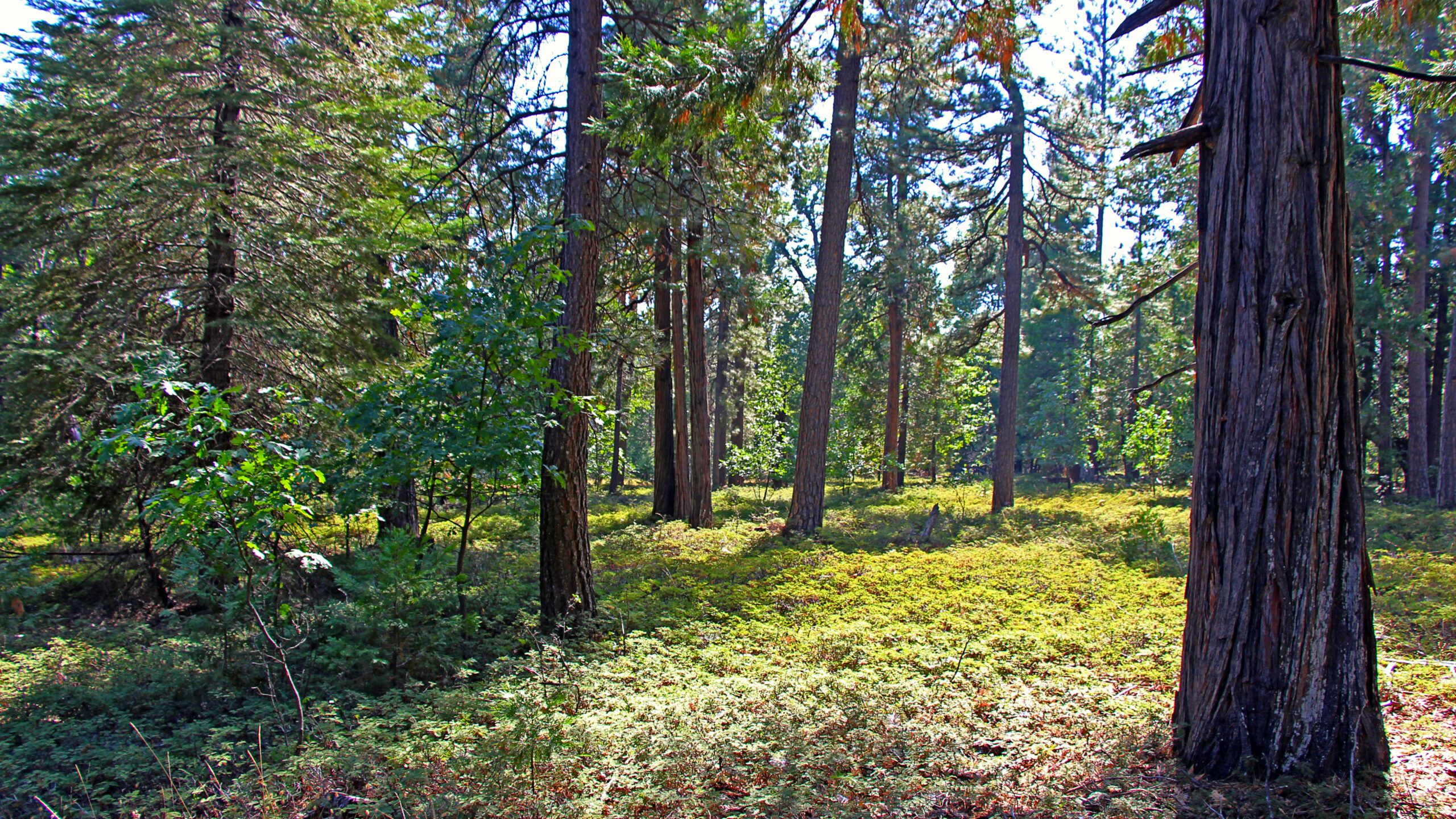 Pollock Pines, El Dorado County, CA Timberland Property, Undeveloped ...