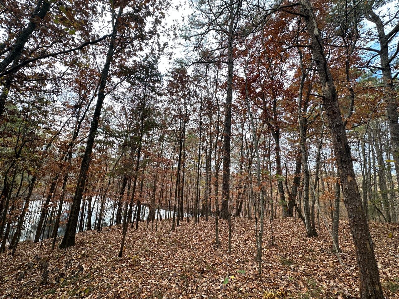 000 Frankfort Rd, Littleville, AL 35653 | LandWatch