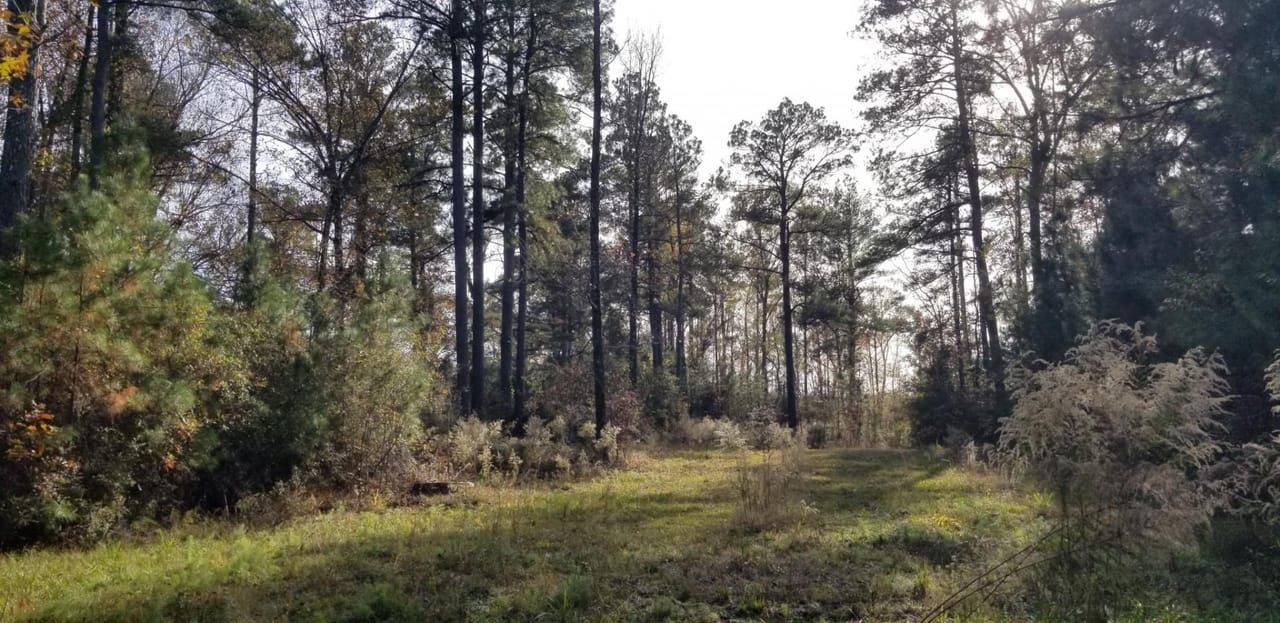 Georgetown, Grant Parish, LA Recreational Property, Timberland Property ...