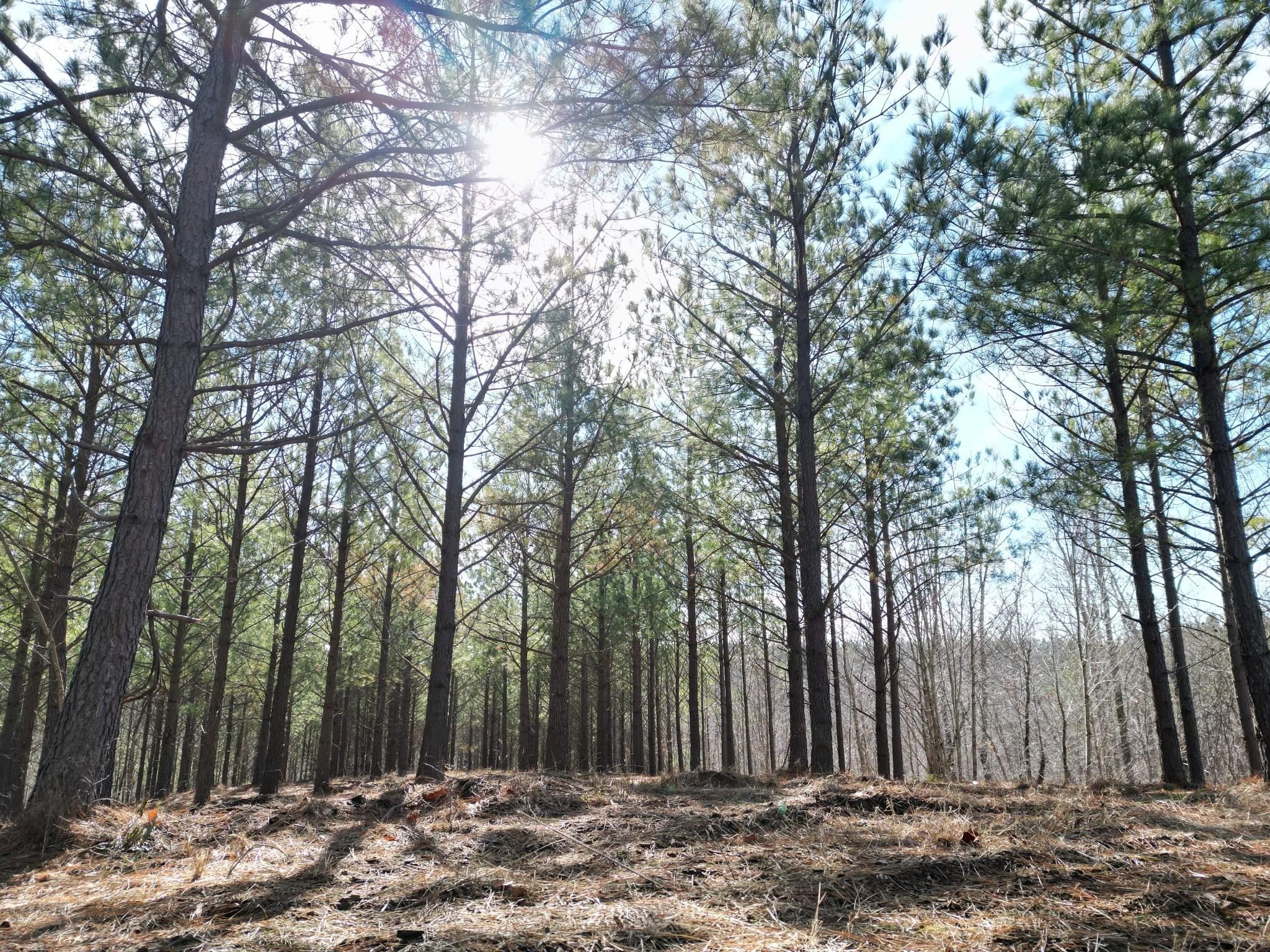 Old Hohenwald Road, Linden, TN 37096 | MLS: 2440829 | LandWatch