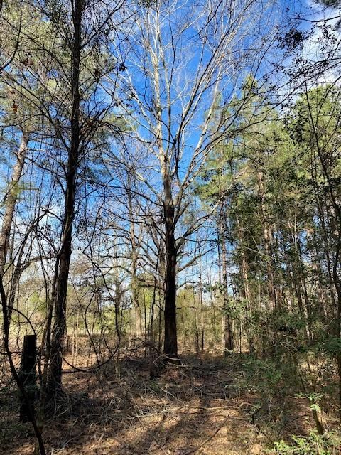 13.85 acres in Beckville, TX, 75631 | LandWatch