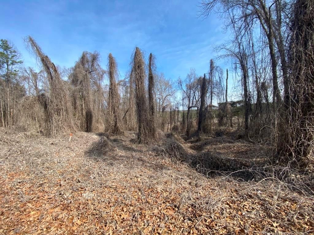 135 acres in Ripley, MS, 28139 | MLS: 7711 Tippah MS | LandWatch