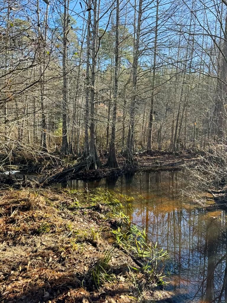 40 acres in Chidester, AR, 71726 | LandWatch