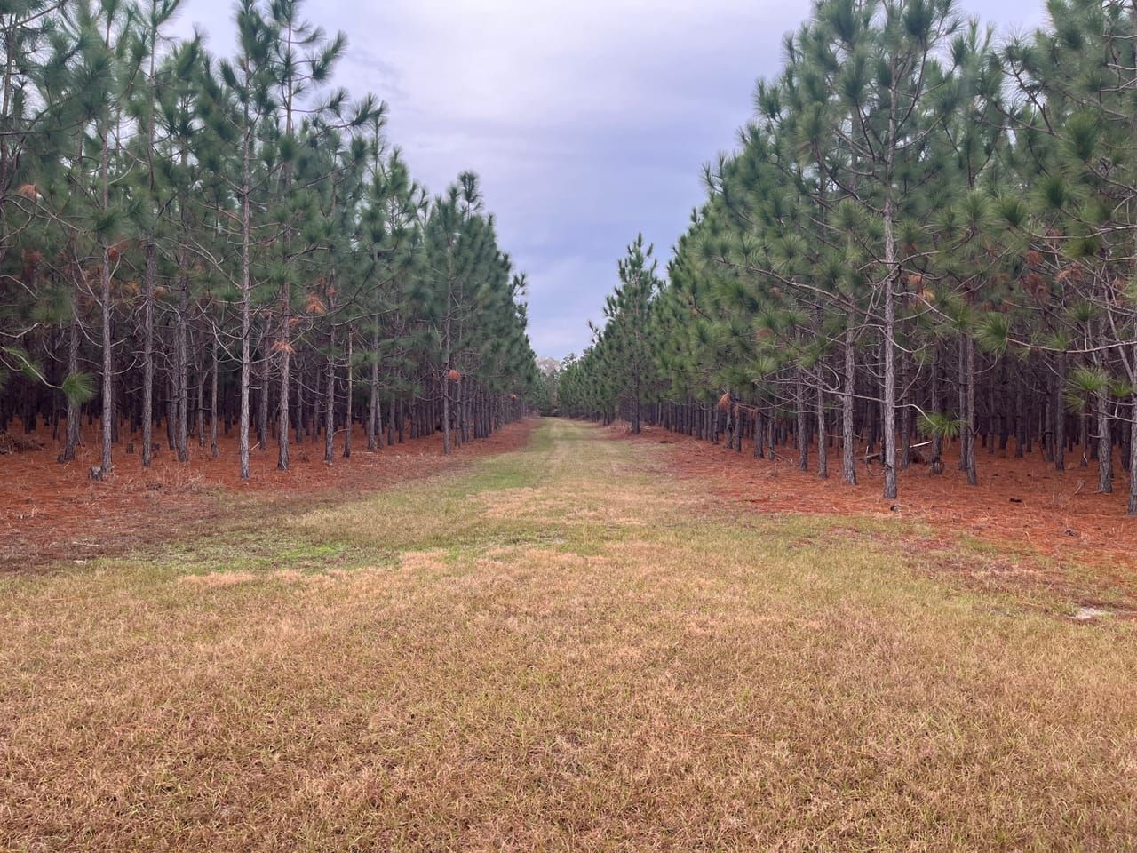 112 Acres Telemore Dixie Union Rd, Waycross, GA 31503 | LandWatch