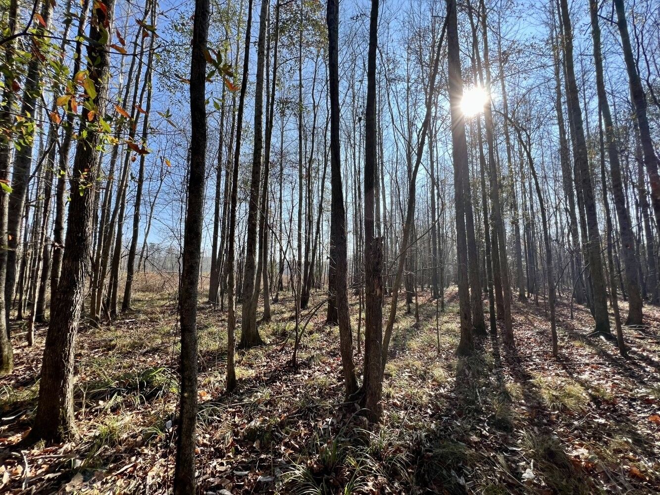 0 County Road 219, Summerfield, AL 36701 | MLS: 11254238 | LandWatch