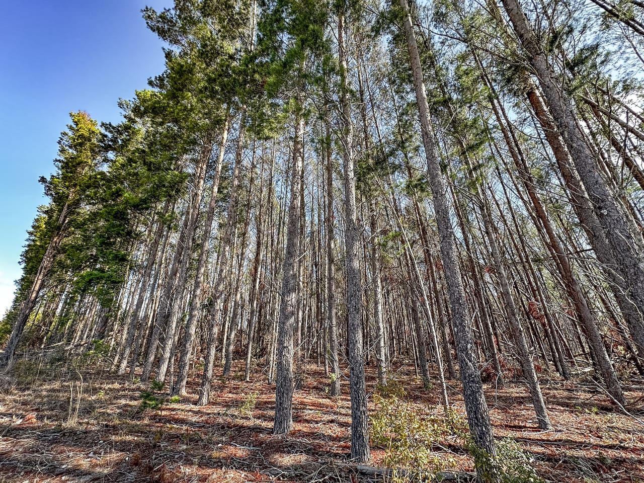 NE Liquorice Way, Lee, FL 32059 | MLS: 367904 | LandWatch