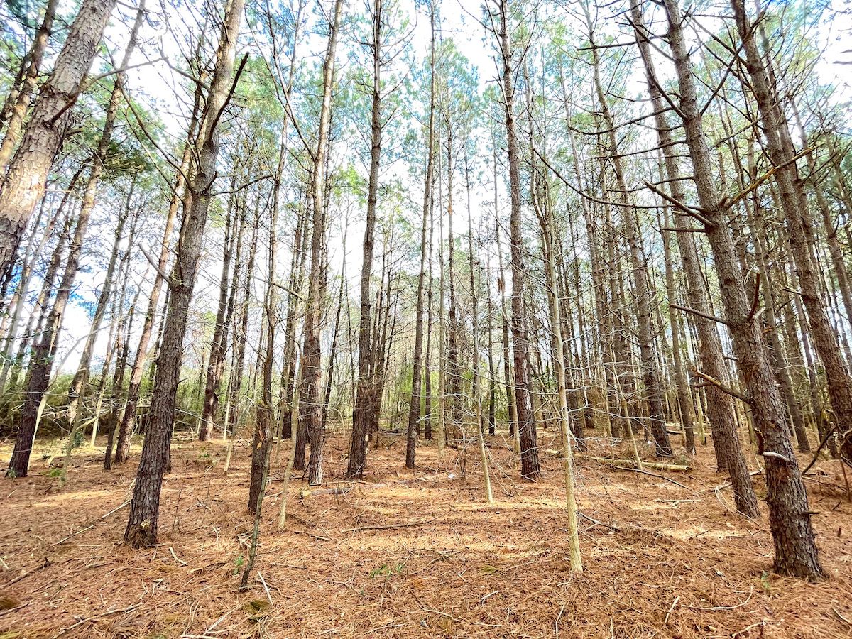 New Bridge Rd, Lot#WP001, Mccoll, SC 29570 | LandWatch