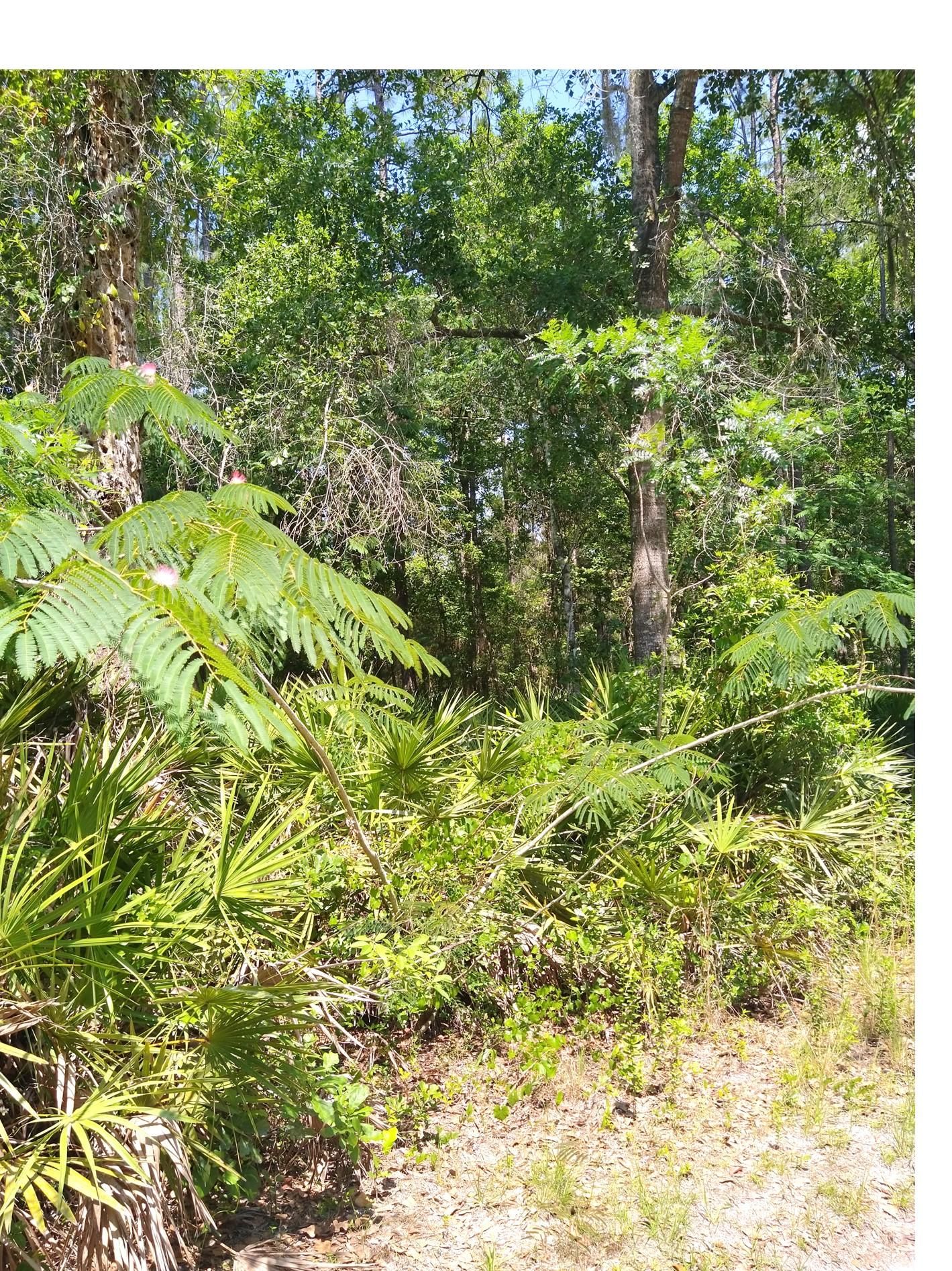 111 Pennsylvania Ave, Satsuma, FL 32189 | LandWatch