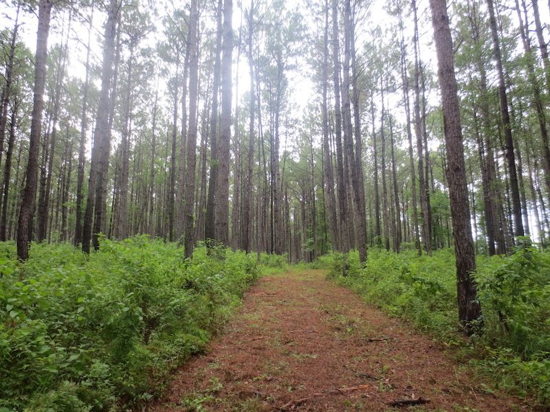 Sandy Hook, Walthall County, MS Recreational Property for sale Property ...