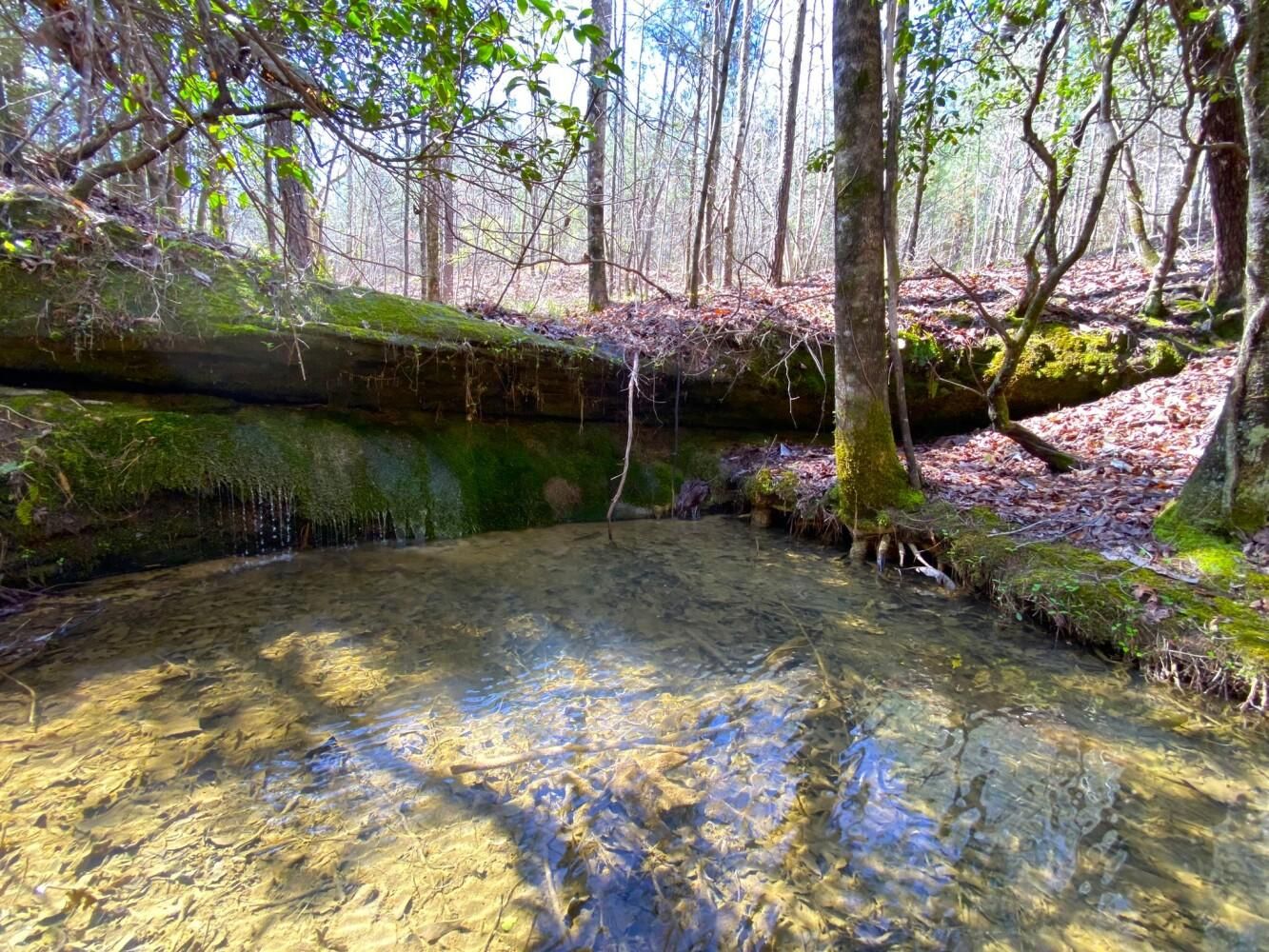 County Road 25, Double Springs, AL 35553 | LandWatch