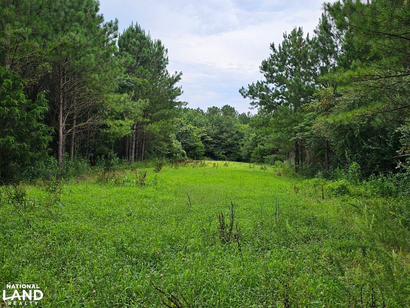 Tract 15 0 County Road 30, Brilliant, AL 35548 | LandWatch