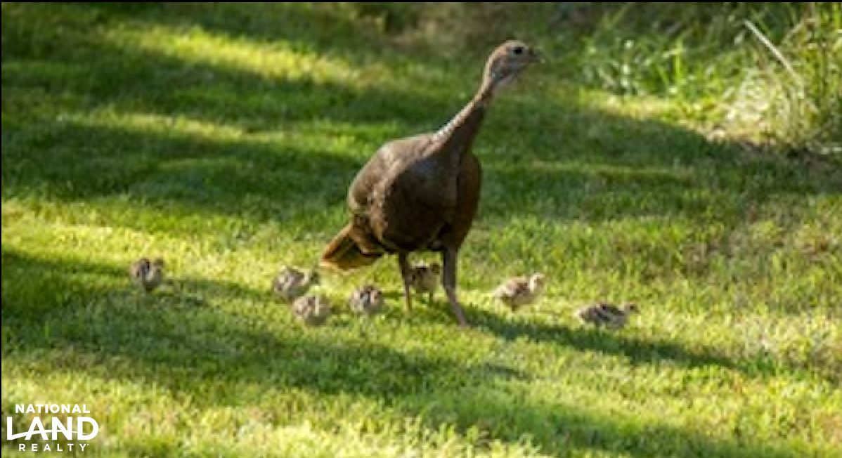 Edgar Steed Road, Mccool, MS 39108 | LandWatch