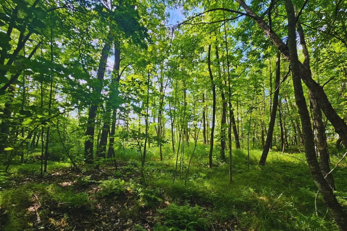 Gone Golfin, Garrison, MN 56450 | MLS: Mille Lacs .39 Acres, 09-969 ...