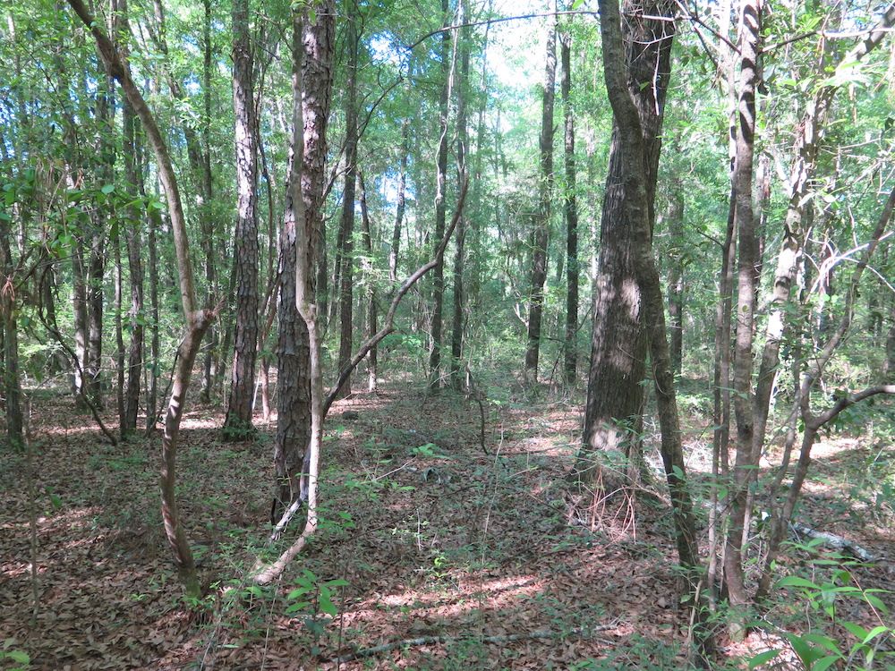 Beaumont, Perry County, MS Recreational Property, Timberland Property ...