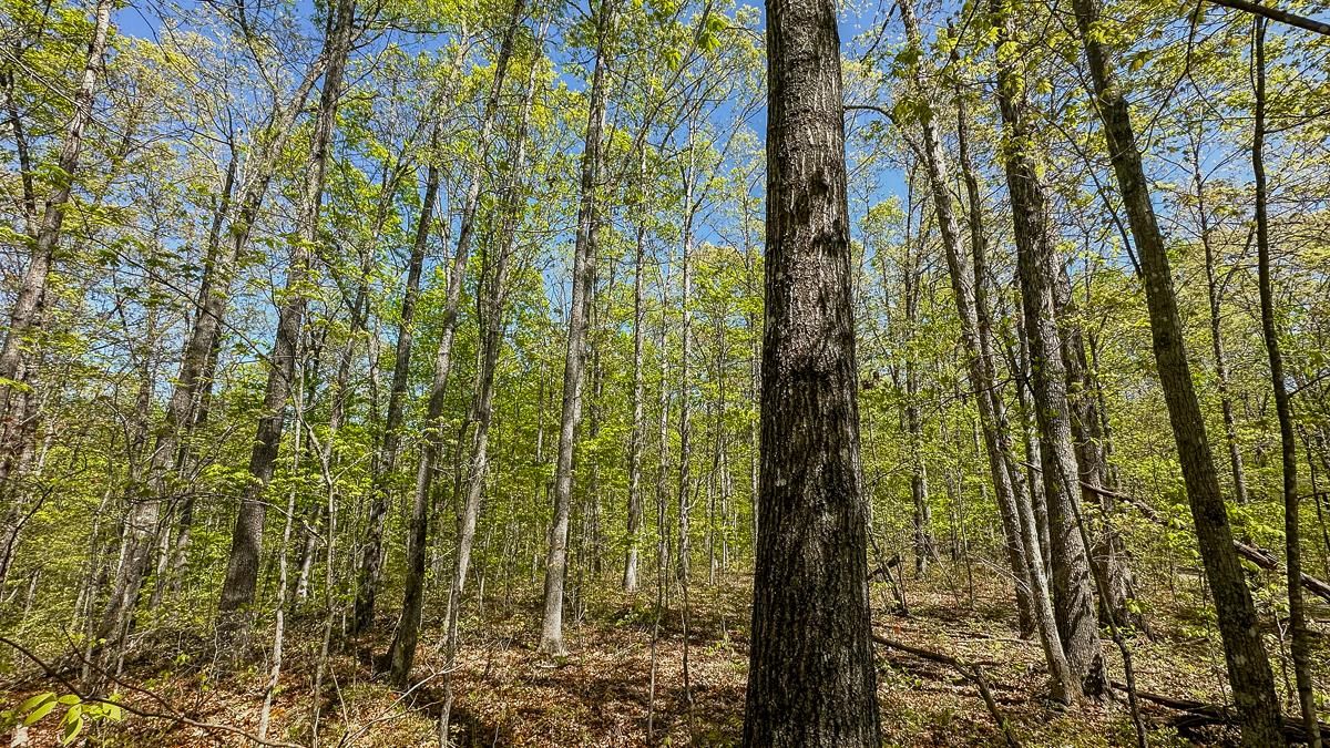 1,824 acres in Beattyville, KY, 41311 | LandWatch