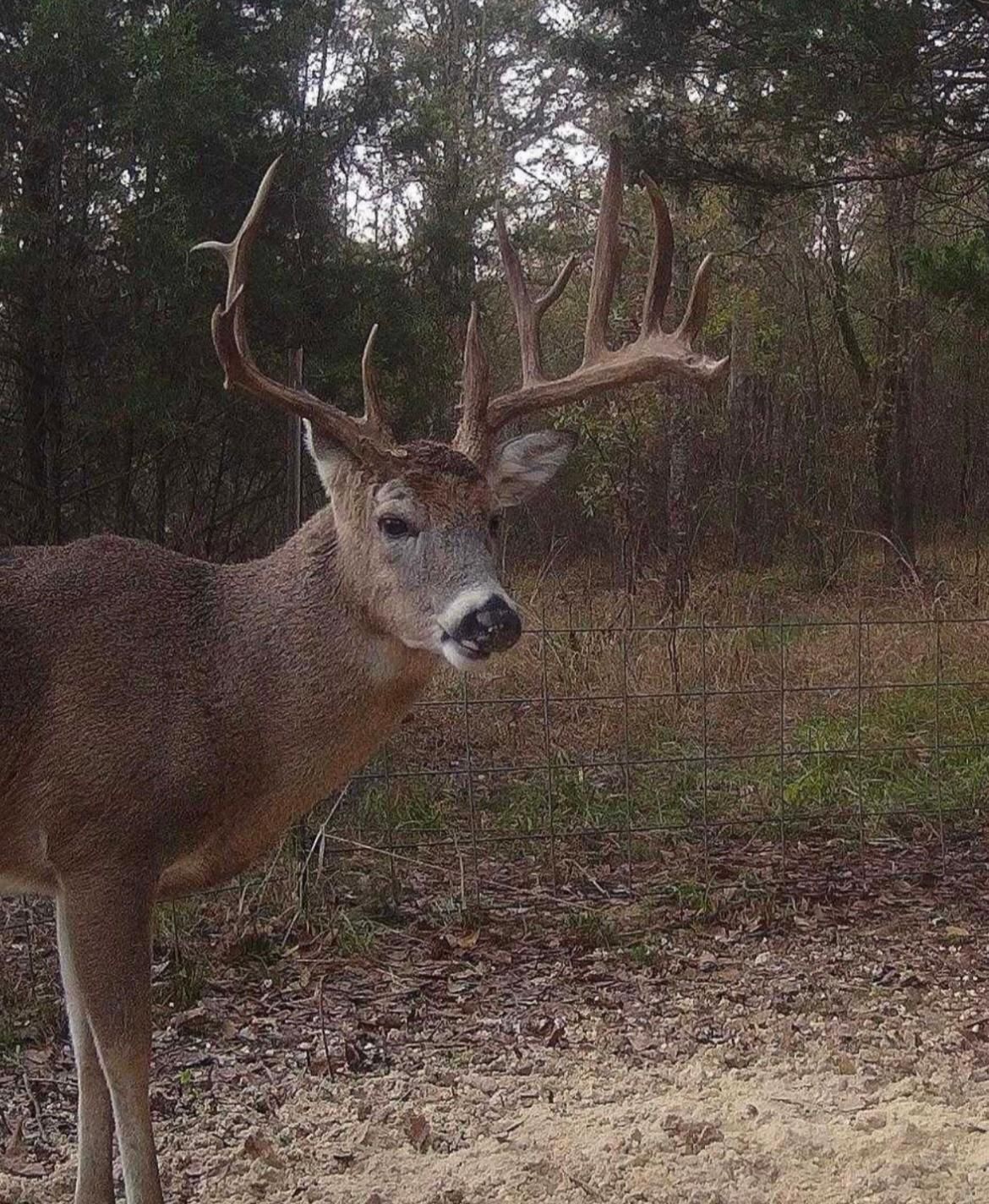 223 acres in Daisy, OK, 74540 | LandWatch