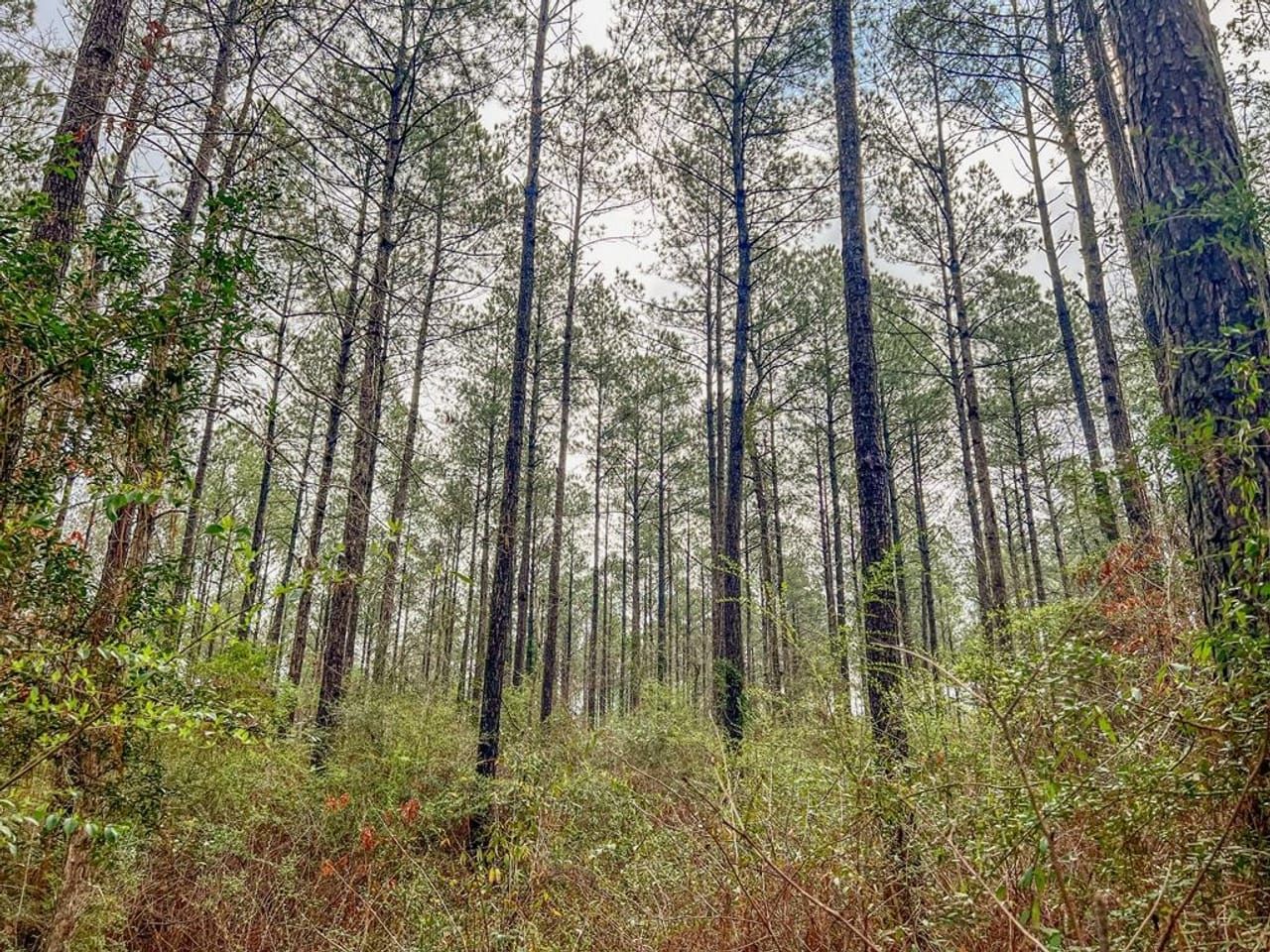 Lucas Hollow Road, Mount Olive, MS 39119 | MLS: 141207 | LandWatch