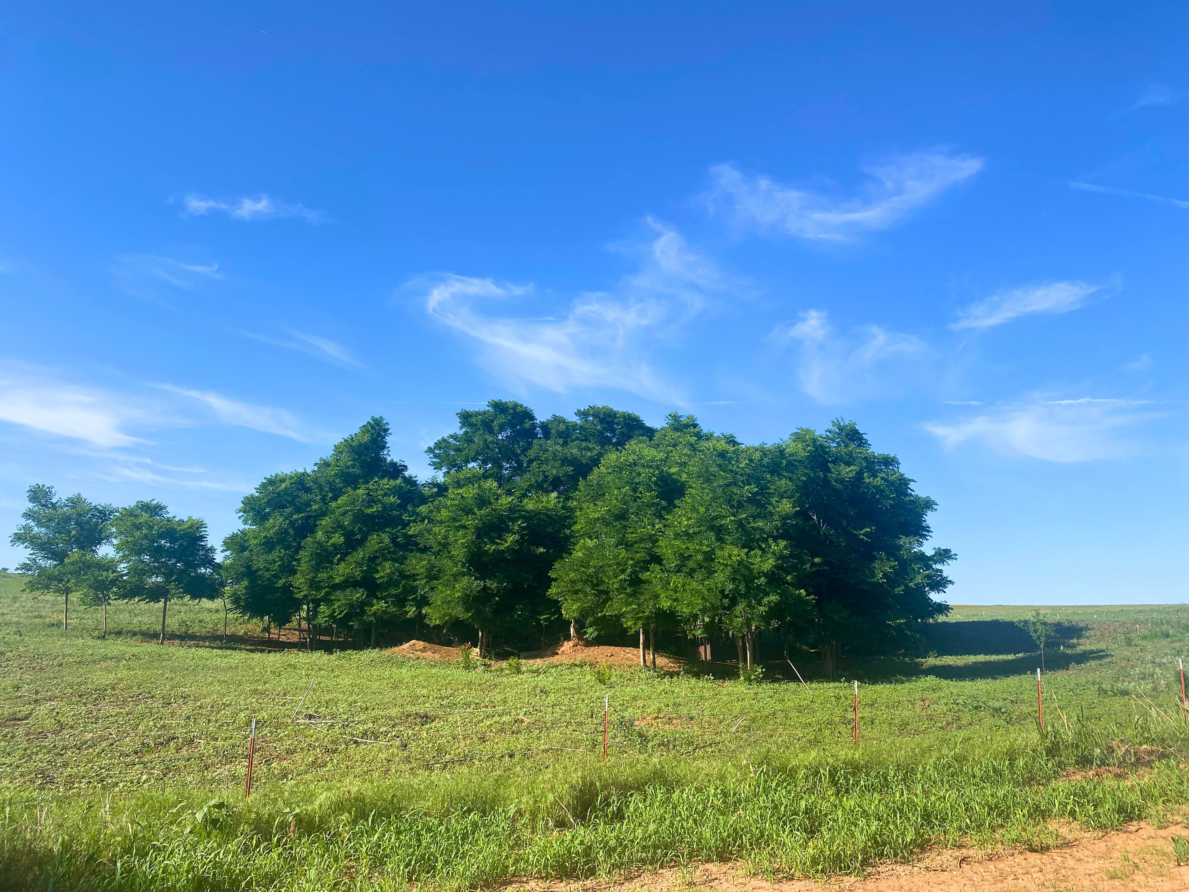 120 acres in Camargo, OK, 73835 | MLS: 24-7208 | LandWatch