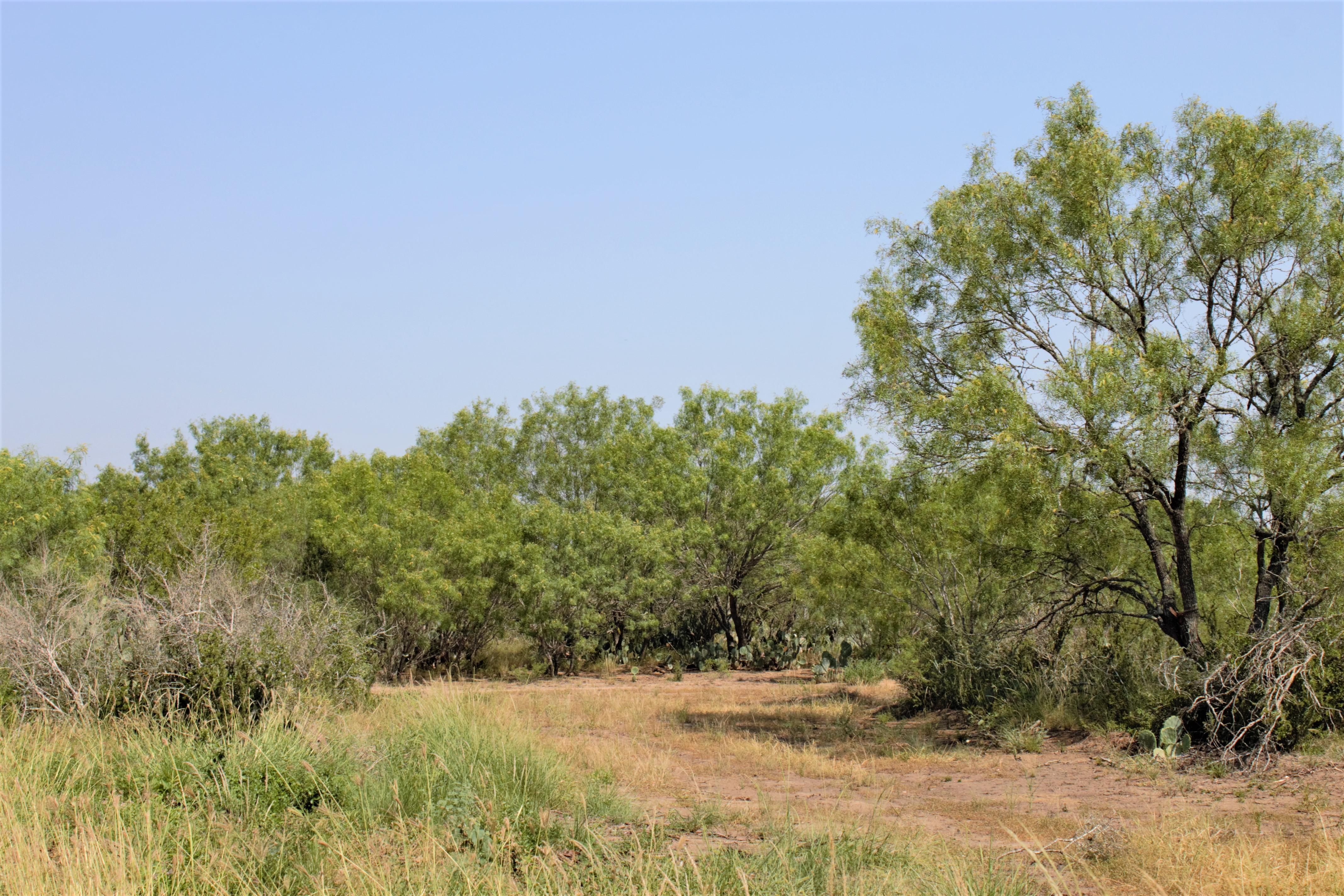 2424 County Road 310, Charlotte, TX 78011 | MLS: 1779439 | LandWatch