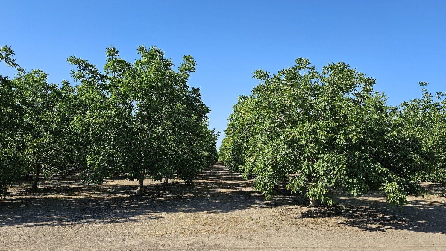 215 acres in Robbins, CA, 95676 | LandWatch