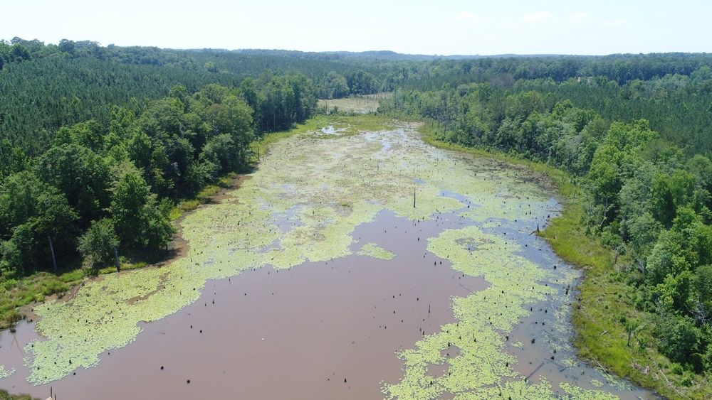 Live Oak Rd, Petrey, AL 36062 | LandWatch