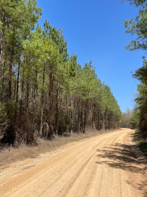 Walker Rd, Wing, AL 36483 | LandWatch